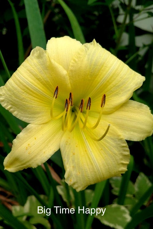 Big Time Happy | Eezies Daylily Farm & Display Garden