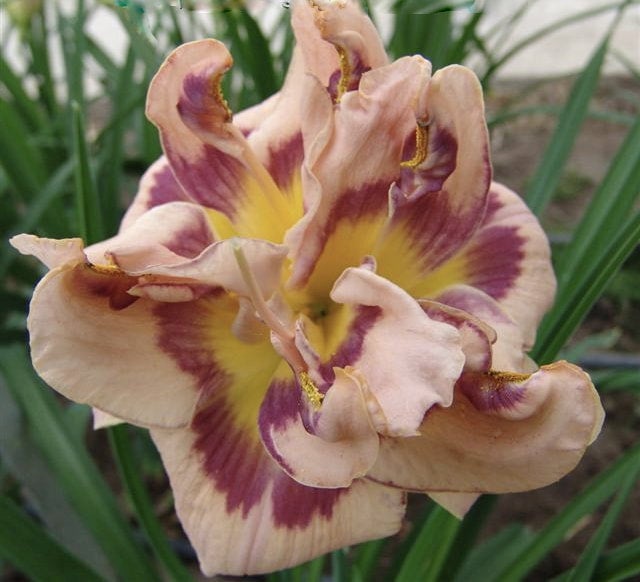 Flamboyant Edges | Eezies Daylily Farm & Display Garden
